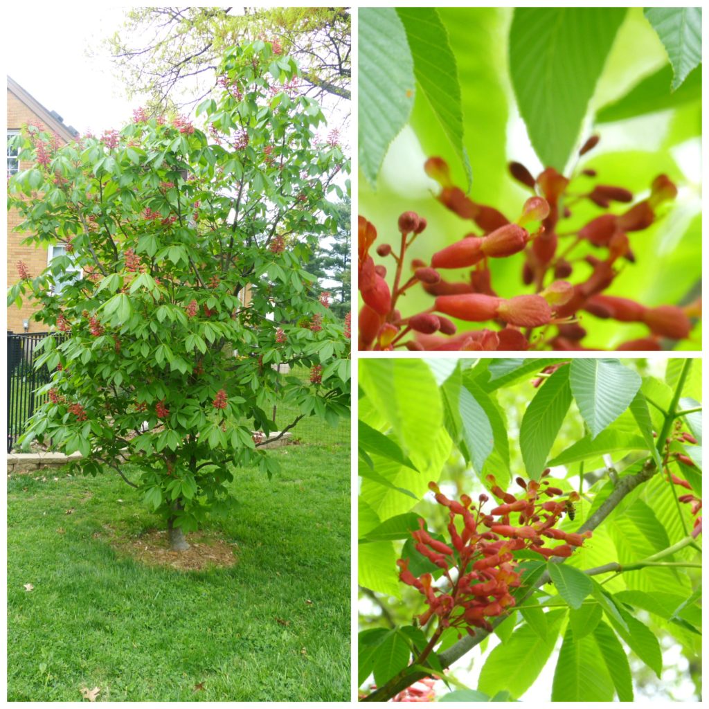 Tree Spotlight: Dwarf Red Buckeye – Horseradish & Honey