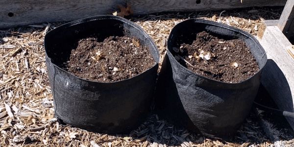 Planting Shallots in Grow Bags – Horseradish & Honey